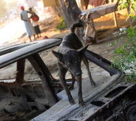 Aid-for-Haiti's-Pets-and-Animals