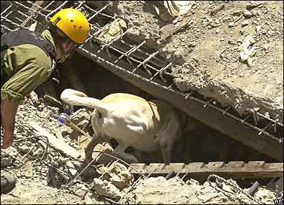 Aid-for-Haiti's-Pets-and-Animals