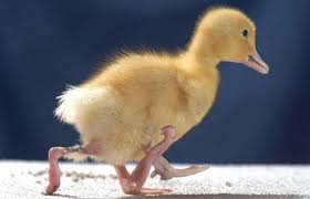 Animal Radio(r) Show #598 May 21, 2011